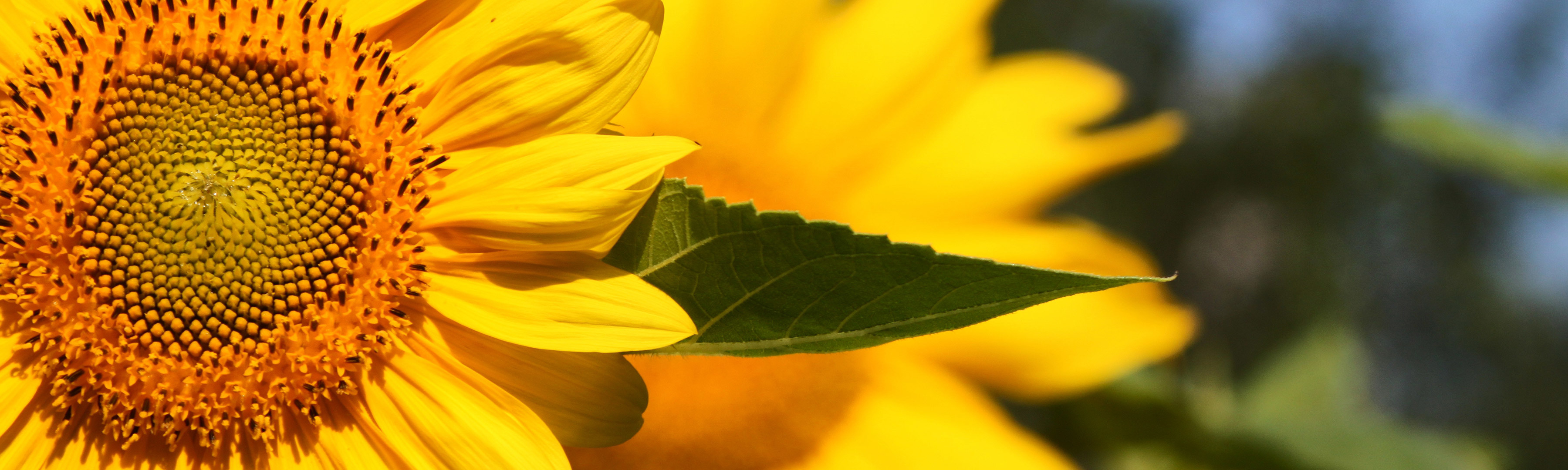 Springfield MA Florist - Flower Delivery Springfield by Durocher's Florist